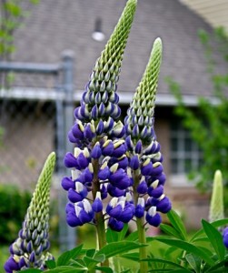 Eric’s Pet Plant: Lupine (Lupinus species) | Leslie Land - in Kitchen ...